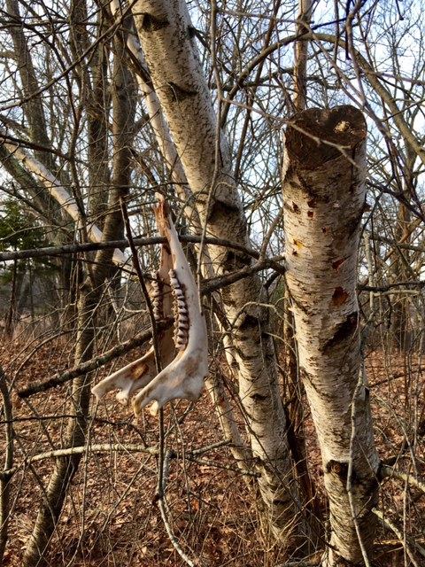 Sheila Wellehan – The Night Heron Barks